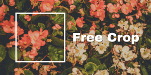 How to Free Crop in Photoshop (Detailed Tutorial + Tips)