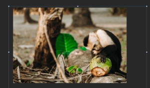 How to Make a Postcard in Photoshop (6 Easy Steps)