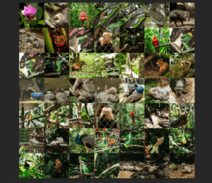 How to Make a Photo Mosaic in Photoshop (6 Steps)