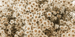 4 Ways to Make a Photo Sepia in Photoshop (With Steps)