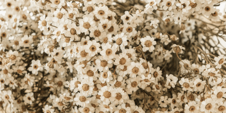 4 Ways to Make a Photo Sepia in Photoshop (With Steps)