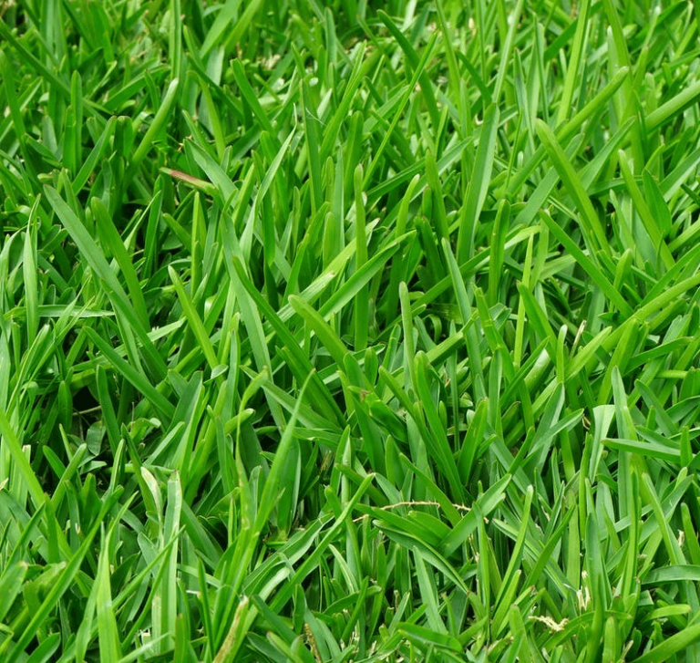 7 Free Grass Repeating Background Patterns for Photoshop