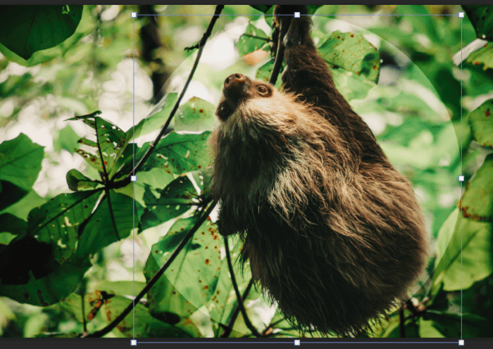 How to Add a Vignette in Photoshop (Step-by-Step Guide)