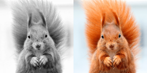 How to Colorize Black and White Photo Without Photoshop