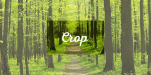 How to Crop in Photoshop to a Specific Size (3 Steps)