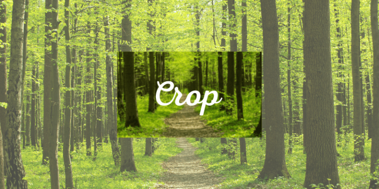 How to Crop in Photoshop to a Specific Size (3 Steps)