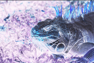 How to Invert an Image in Photoshop (Step-by-Step Guide)