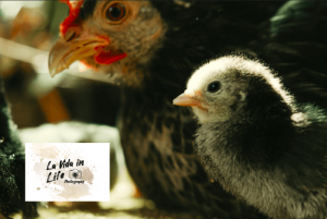 3 Quick Ways to Make a Logo Transparent in Photoshop