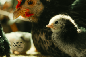 3 Quick Ways to Make a Logo Transparent in Photoshop