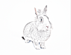 10 Steps to Make a Photo Look Like a Drawing in Photoshop