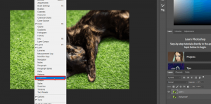 5 Ways to Remove Image Background in Photoshop