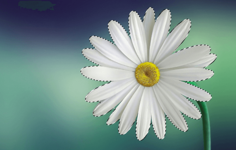 How to Select an Image in Photoshop (8 Selection Tools)