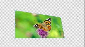 5 Easy Ways to Transform an Image in Photoshop (Guide)