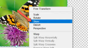 5 Easy Ways to Transform an Image in Photoshop (Guide)
