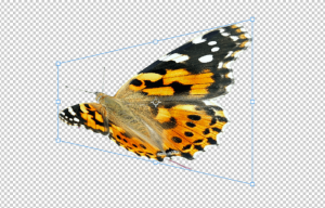 5 Easy Ways to Transform an Image in Photoshop (Guide)