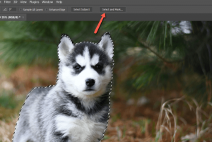How to Use Refine Edge in Photoshop (5 Easy Steps)